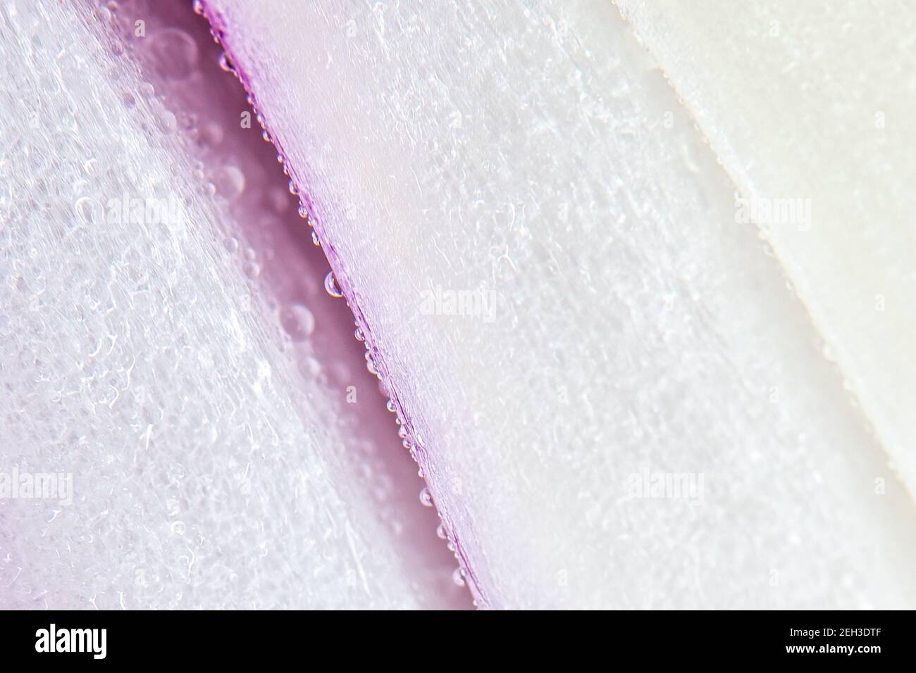 Macro photography of a red onion Stock Photo - Alamy