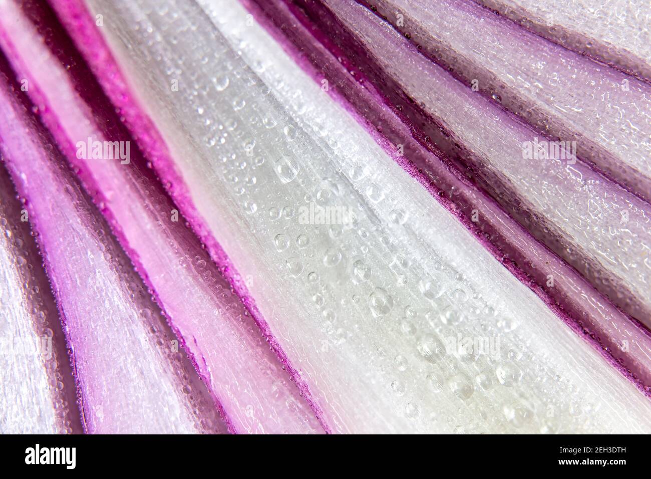 Macro photography of a red onion Stock Photo - Alamy