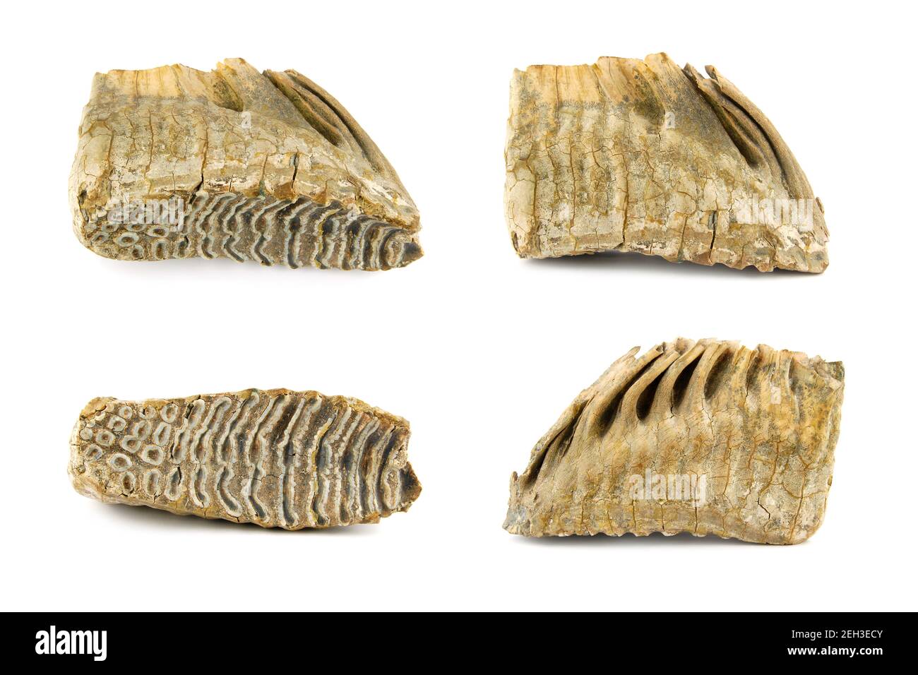 Mammoth tooth isolated on a white background (30,000 years old Stock ...