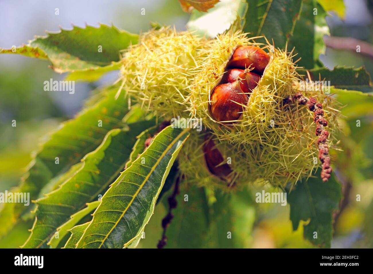 Chestnut leaf background hi-res stock photography and images - Alamy