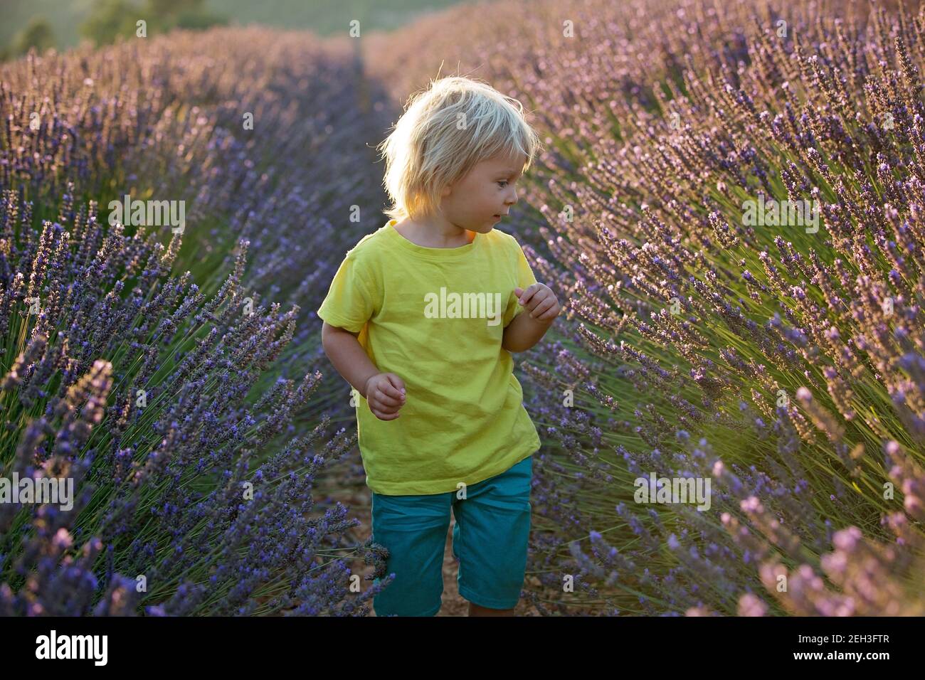 Cute little child, beautiful boy, playing in lavender field on sunset ...