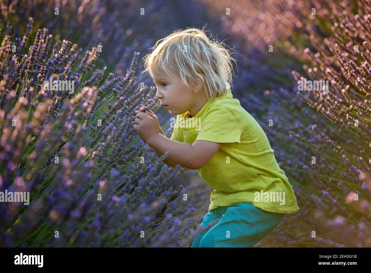 Cute little child, beautiful boy, playing in lavender field on sunset ...