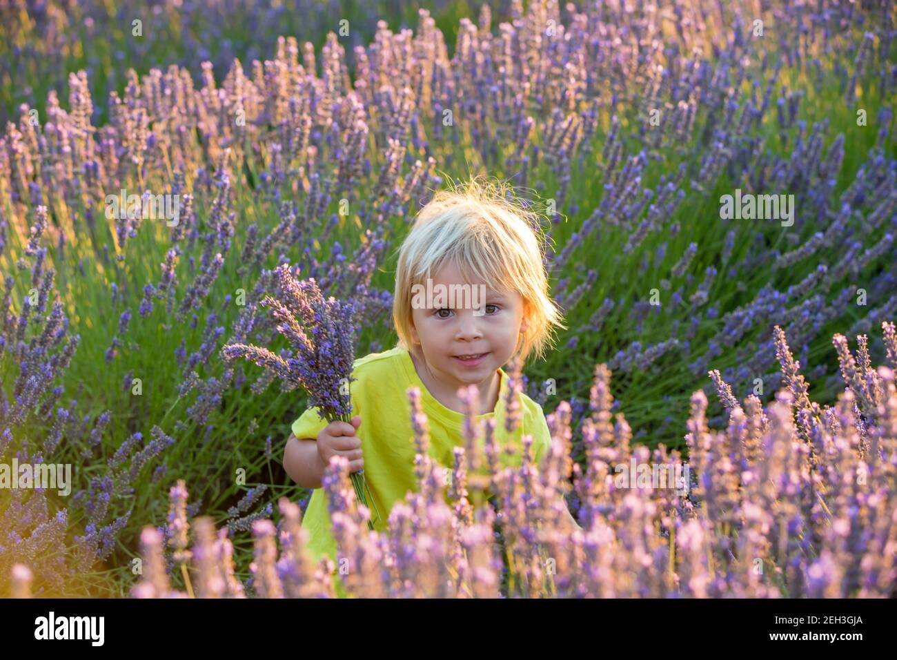 Cute little child, beautiful boy, playing in lavender field on sunset ...