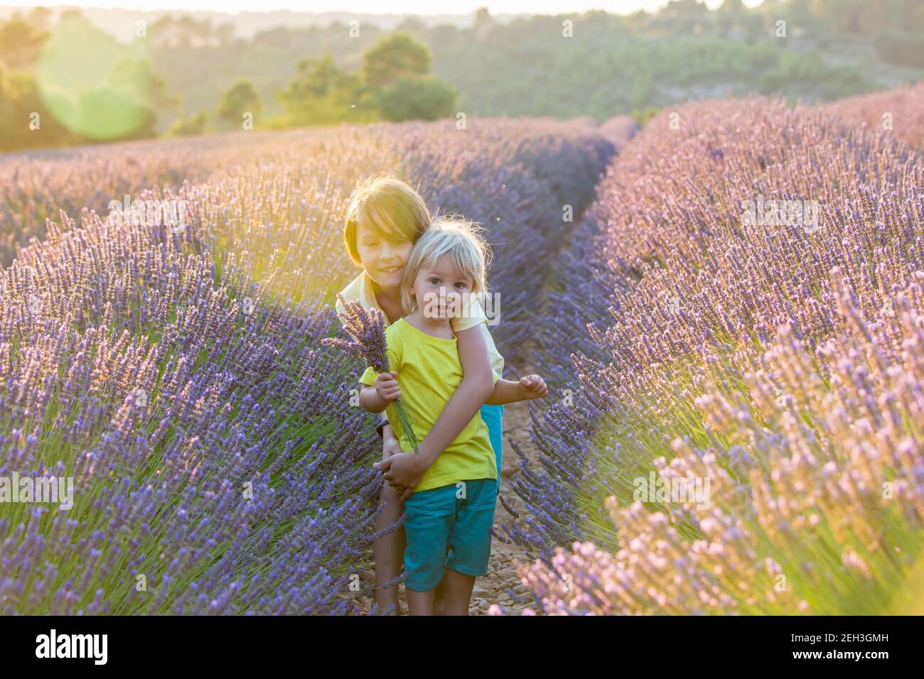 Cute little child, beautiful boy, playing in lavender field on sunset ...