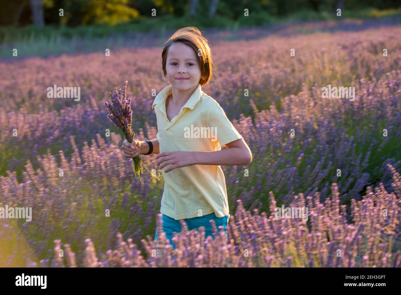 Cute little child, beautiful boy, playing in lavender field on sunset ...