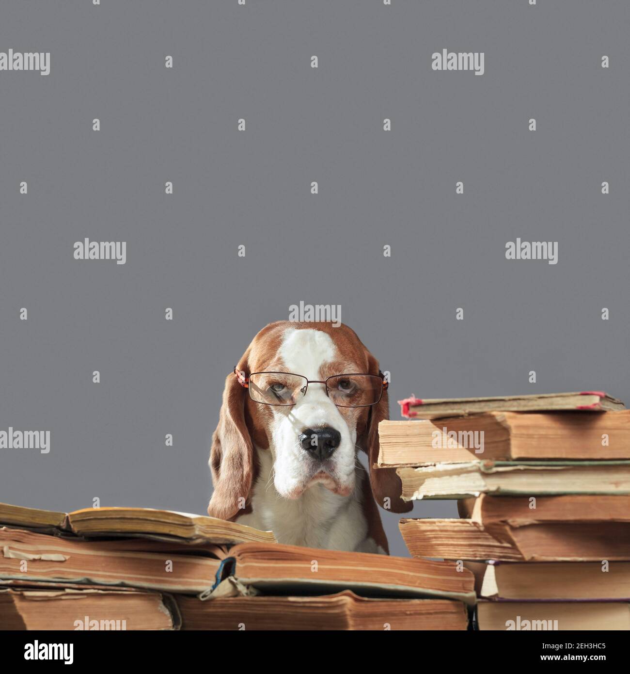 The very smart beagle in glasses studying old books. Copy space Stock ...