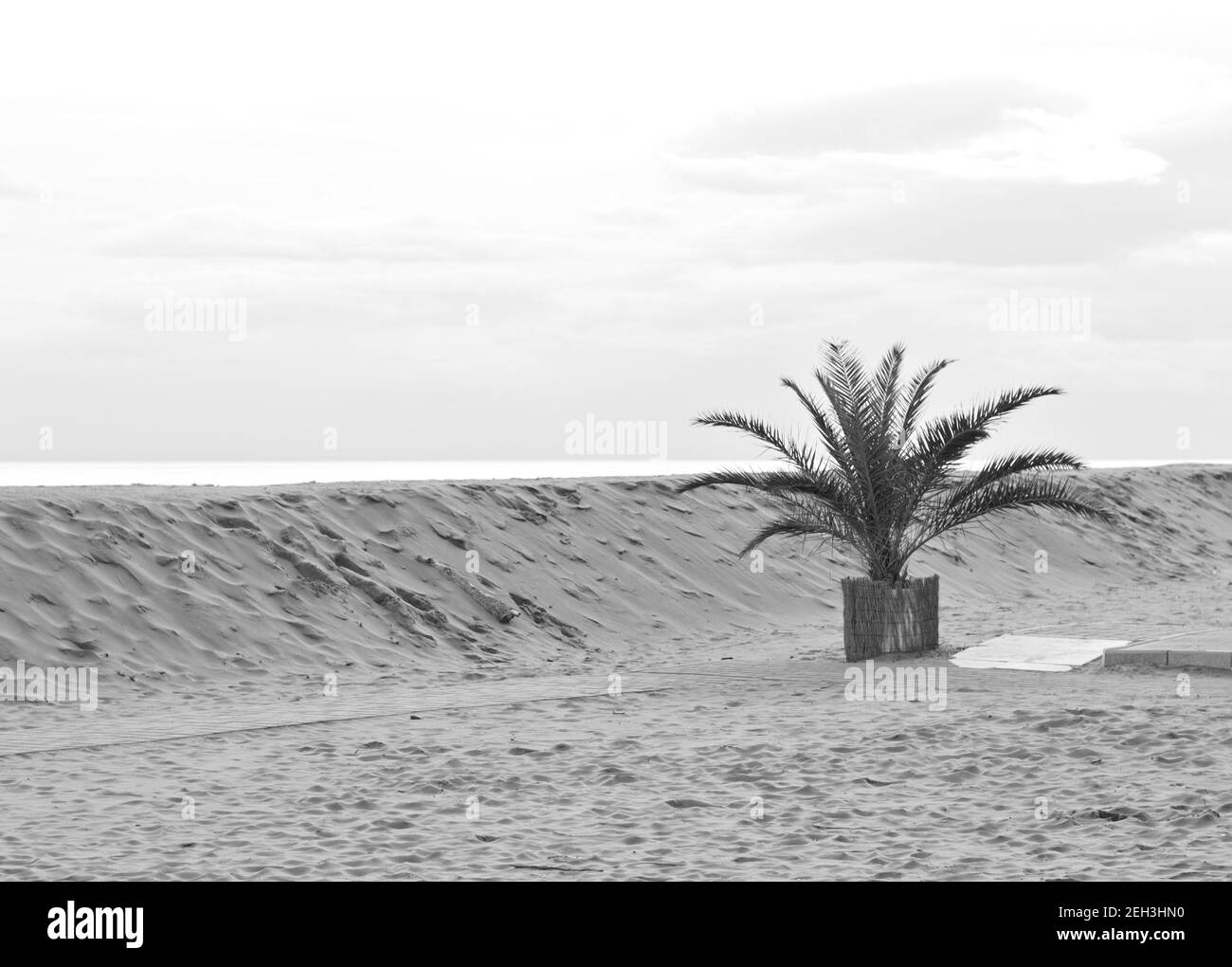 An isolated palm behind a sand dune in the Mediterranean coast (Pesaro ...