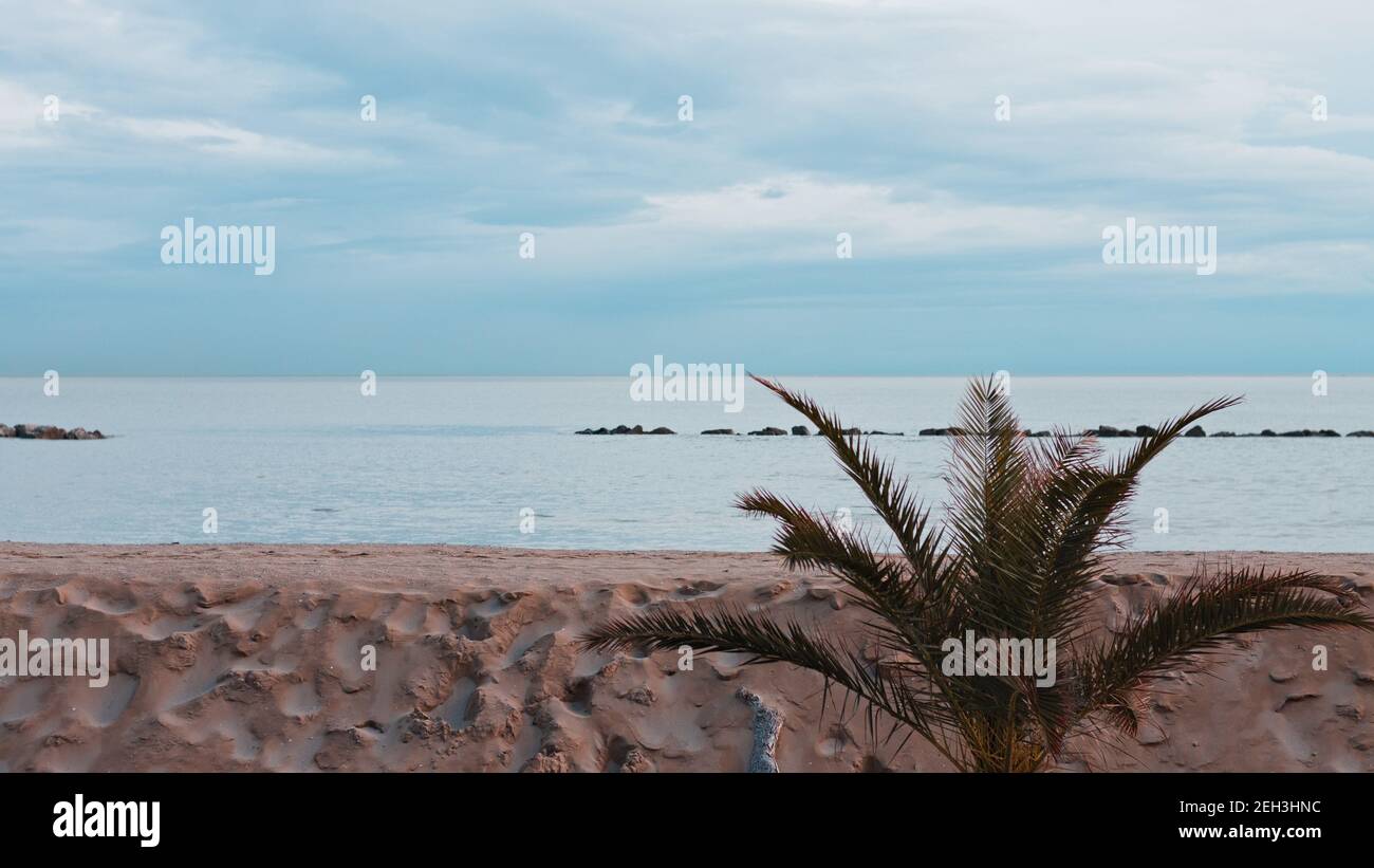 An isolated palm behind a sand dune in the Mediterranean coast (Pesaro ...