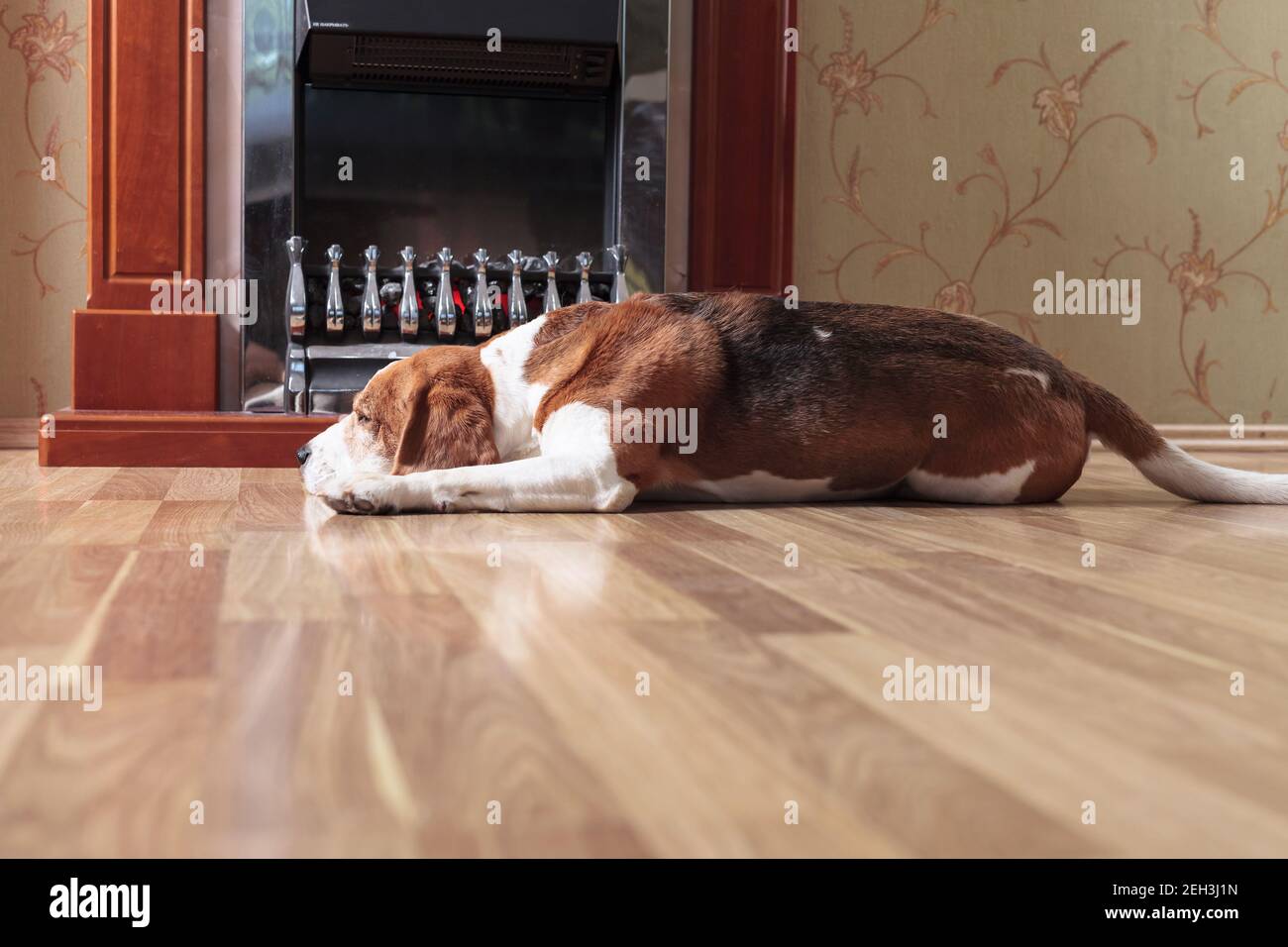 Resting beagle hi-res stock photography and images - Alamy