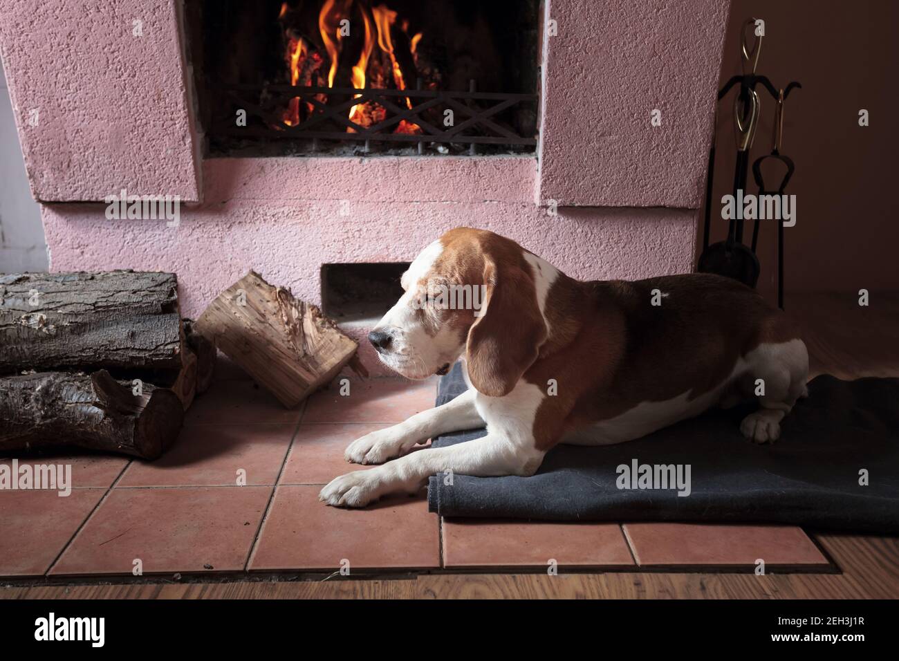 Tired beagle hi-res stock photography and images - Alamy