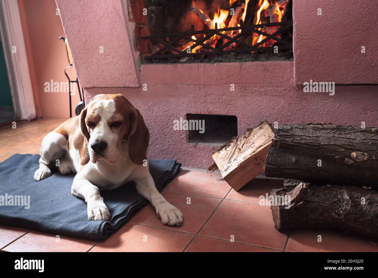 Tired beagle hi-res stock photography and images - Alamy