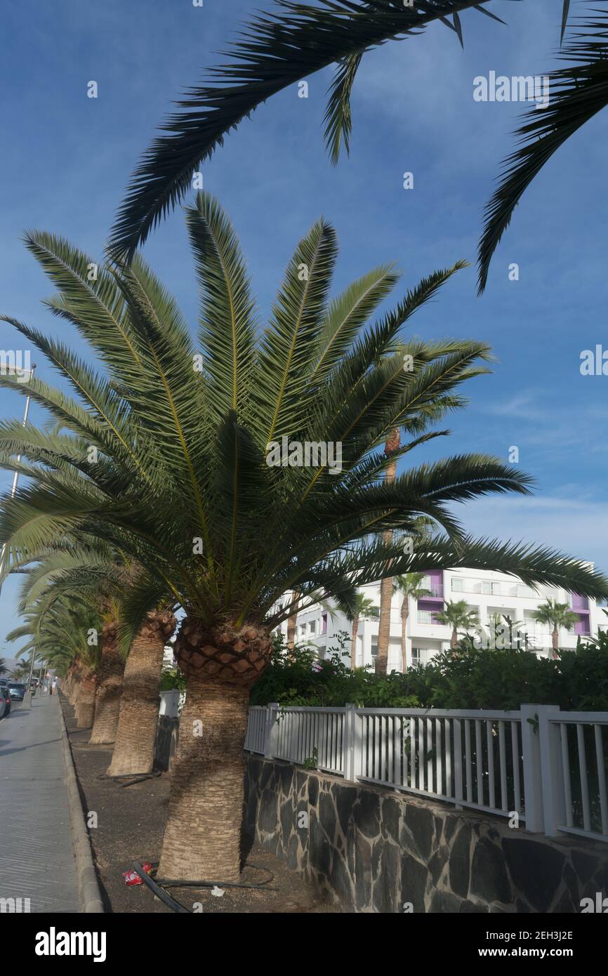 Palm trees in Gran Canaria. Avenue of palm trees on a street in Gran ...