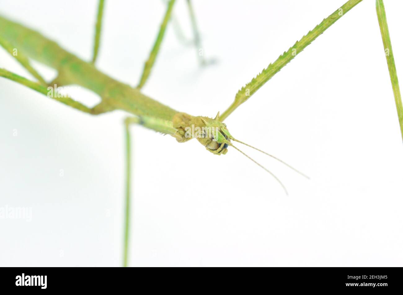 Walking Stick insect isolated on a white background. Phasmatodea ...