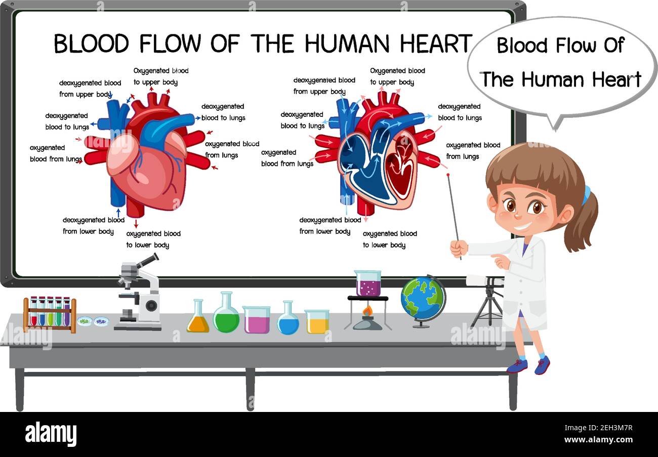Blood flow of human heart diagram illustration Stock Vector Image & Art ...