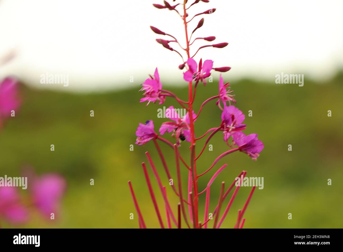 Struy scotland hi-res stock photography and images - Alamy