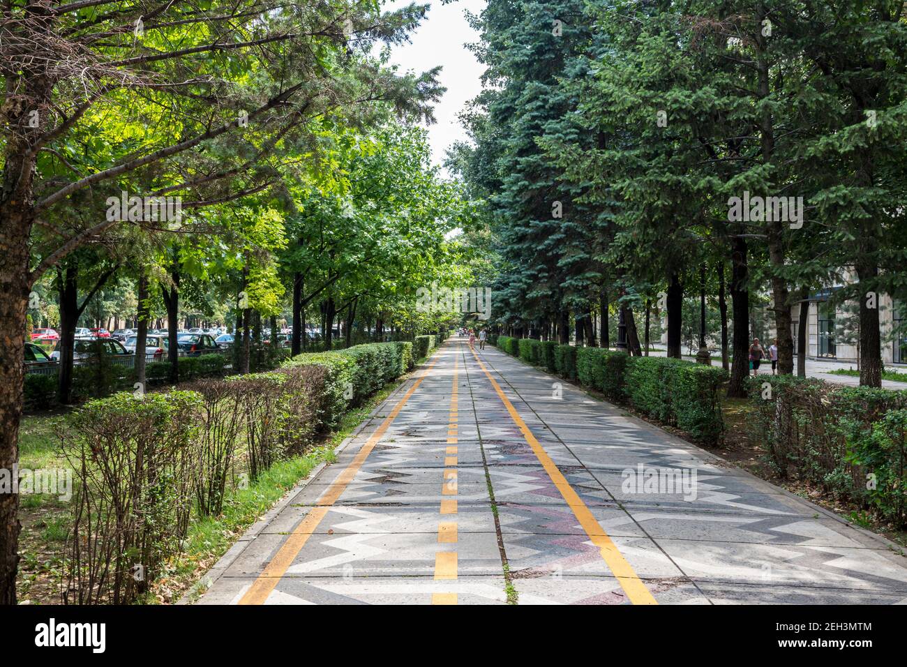 A cycle lane painted on a footpath between trees in the centre of ...