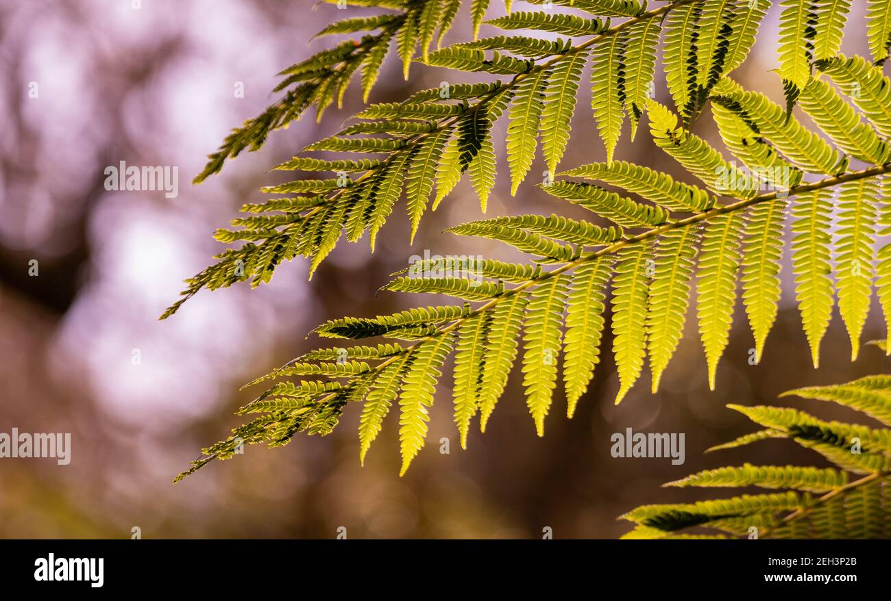 Leaf of fern, magical environment, Azores travel destination, Terra ...