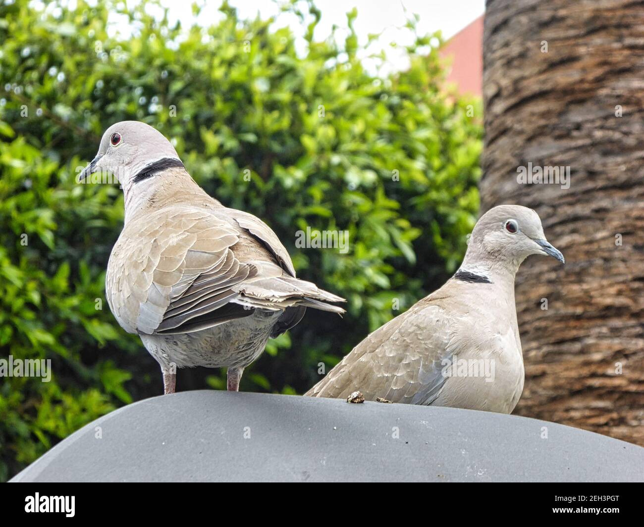 Turkish collared pigeons Stock Photo - Alamy
