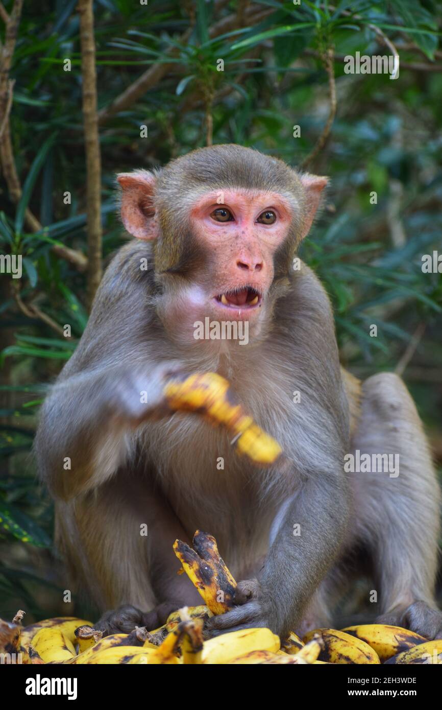macaque monkey in indian jungle macaque monkey isolated wildlife hd ...