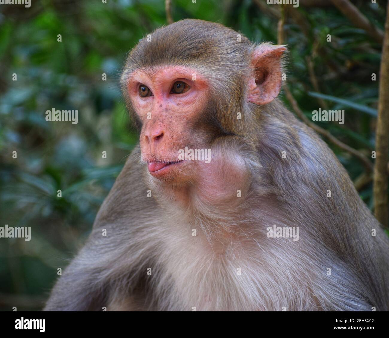 macaque monkey in indian jungle macaque monkey isolated wildlife hd ...