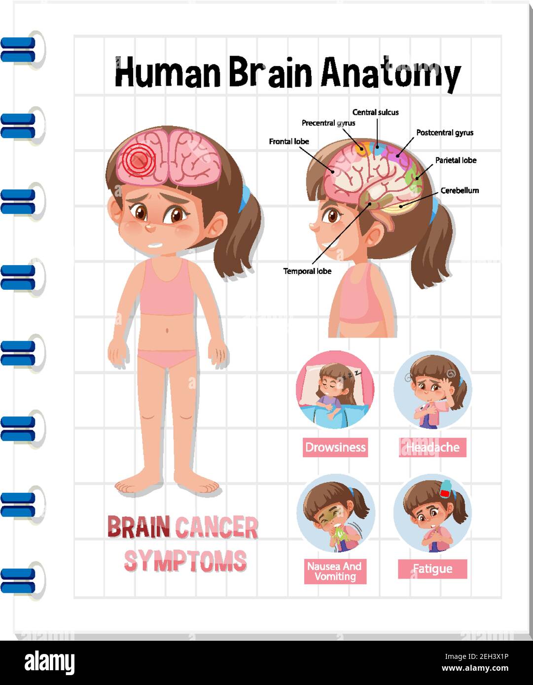 Information poster of human brain diagram illustration Stock Vector ...