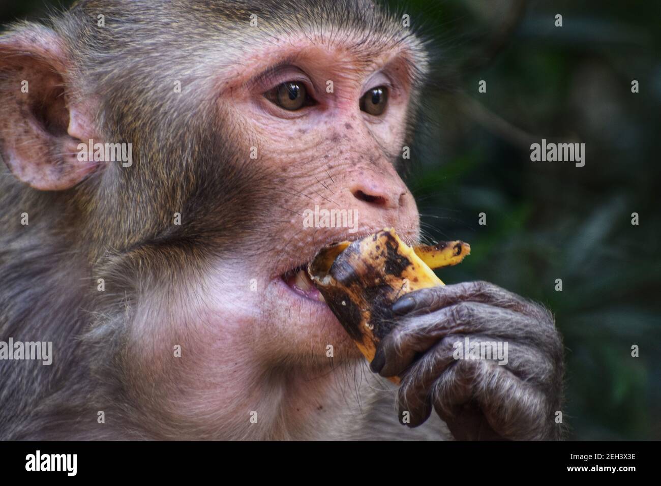 macaque monkey in indian jungle macaque monkey isolated wildlife hd ...