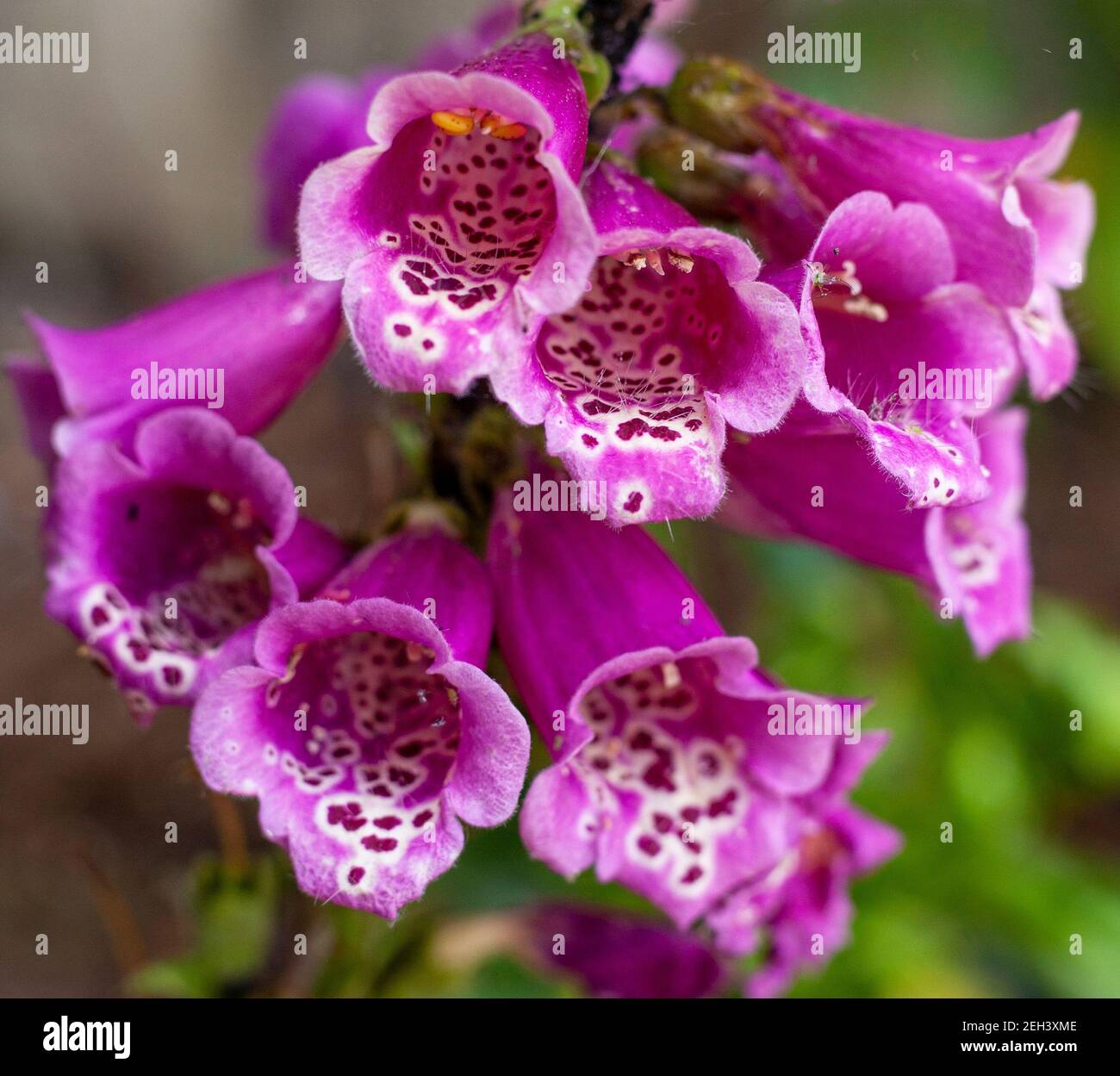 Common Foxglove, Digitalis Purpurea, a biennial ornamental plant Stock ...