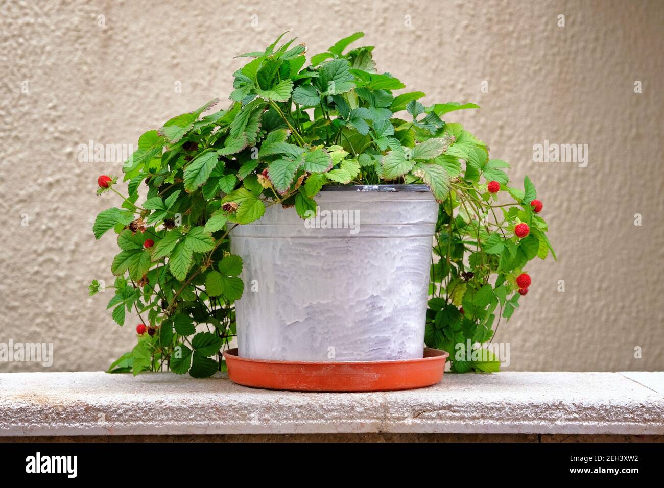Potted topiary hi-res stock photography and images - Alamy