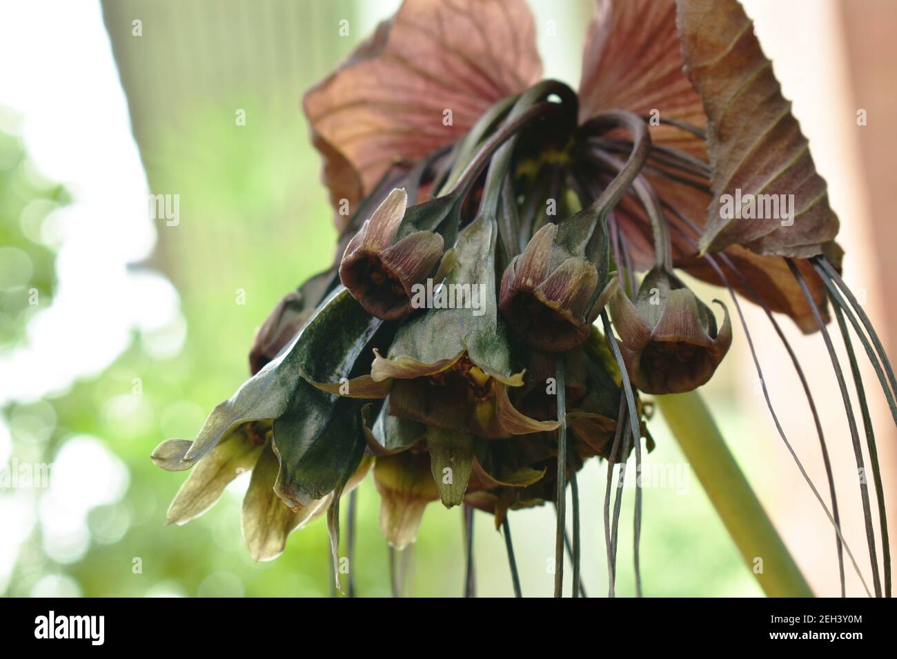 Tacca chantrieri hi-res stock photography and images - Alamy