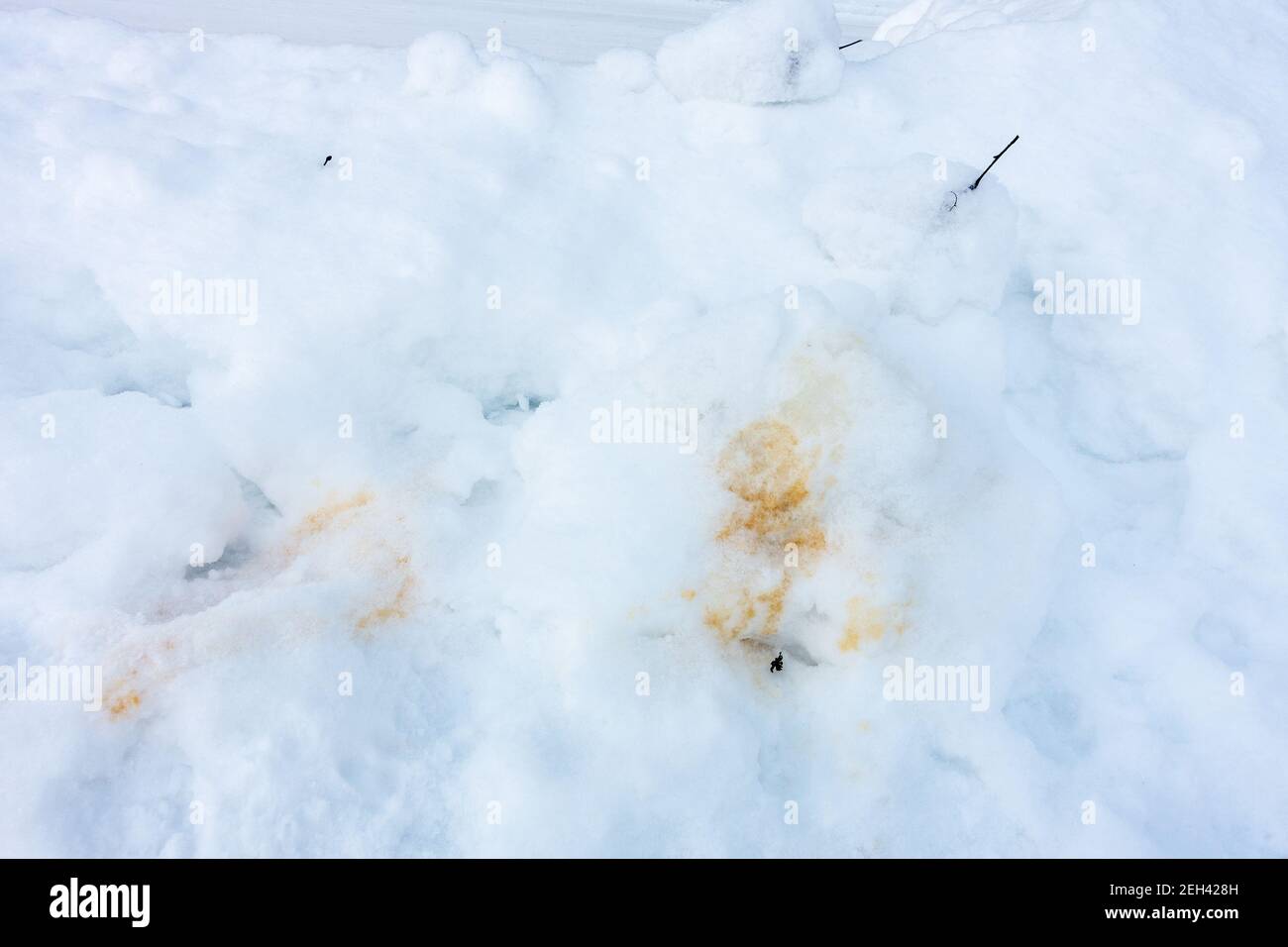 Dog pee in the snowdrift by the village road in wintery Finland Stock ...