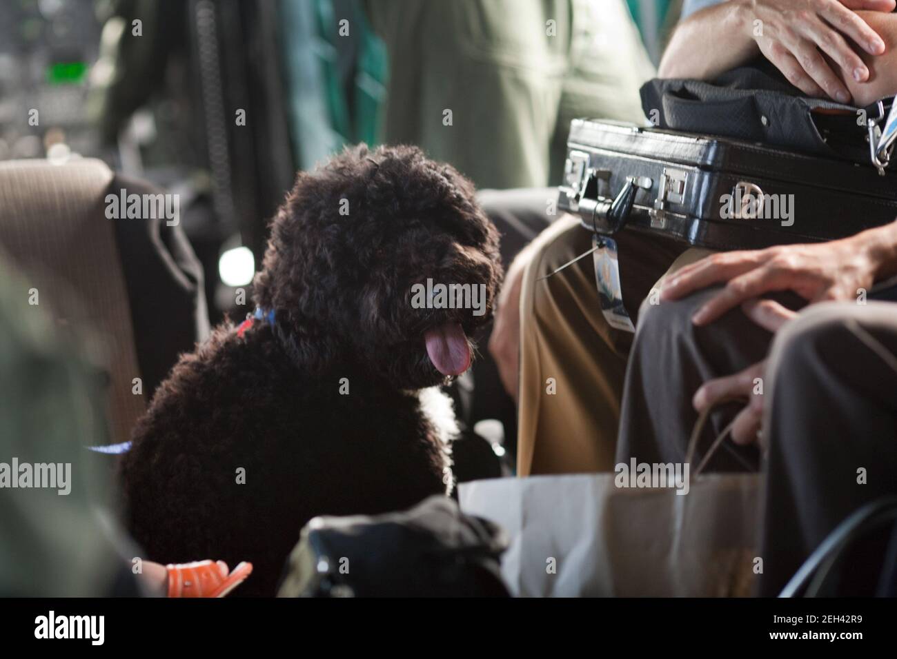 Bo obama dog hi-res stock photography and images - Alamy
