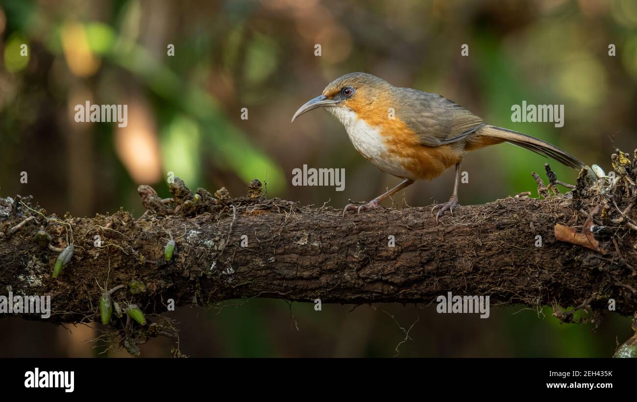 Rusty cheeked scimitar hi-res stock photography and images - Alamy