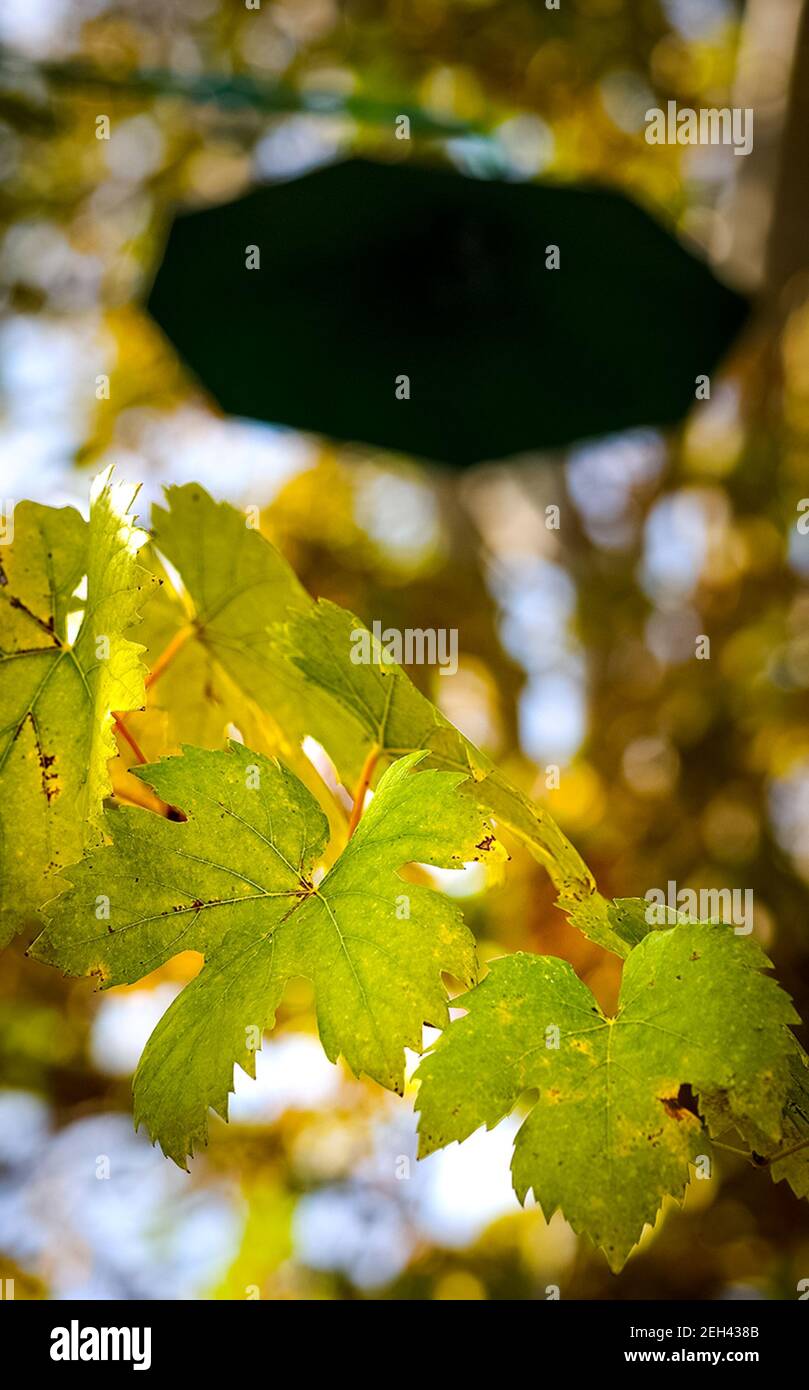 Decimated trees hi-res stock photography and images - Alamy