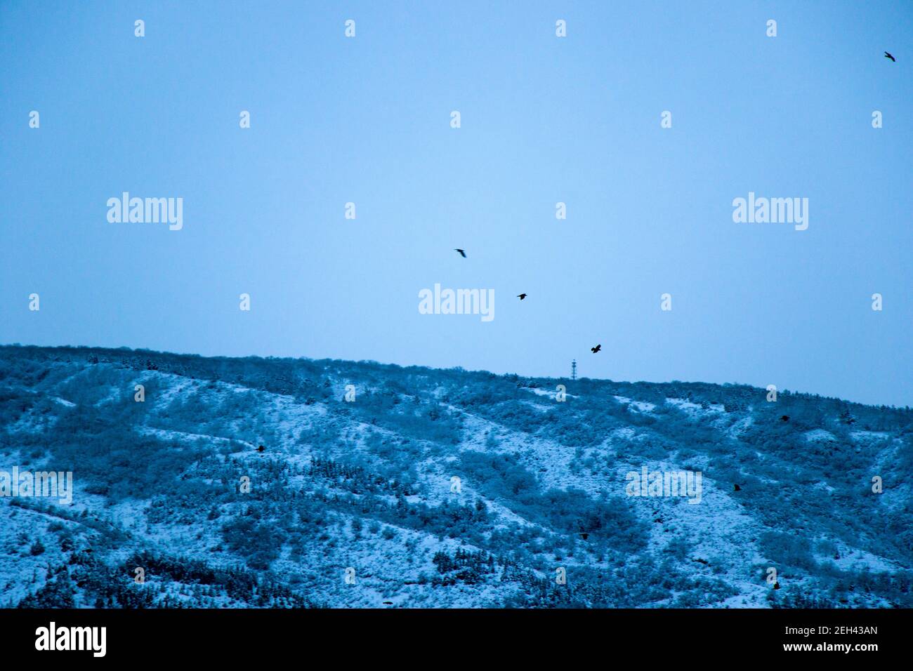 Snowy mountains landscape and crows flying in Tbilisi, Georgia Stock ...
