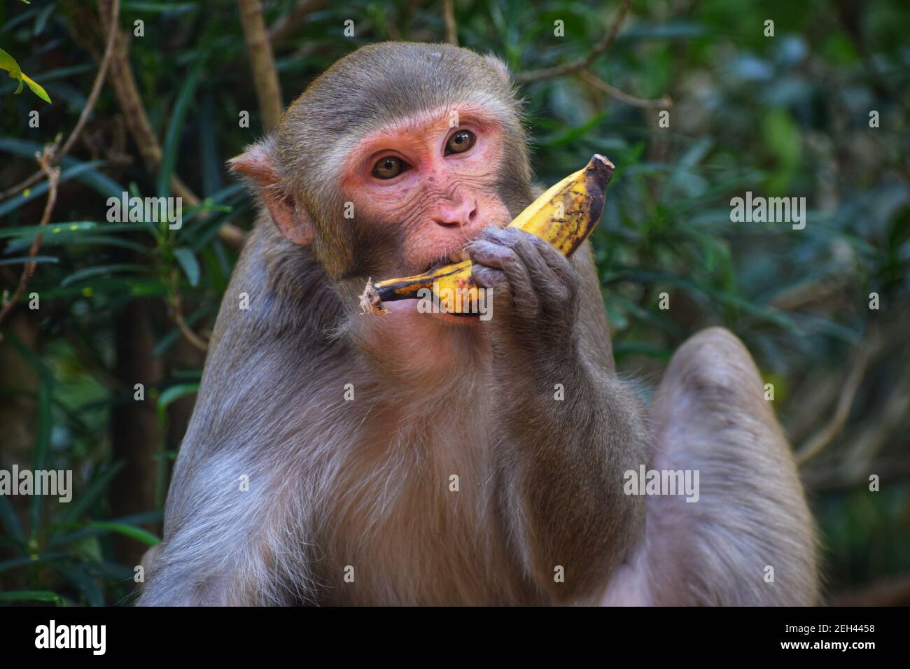 Chimpanzee eating banana hi-res stock photography and images - Alamy