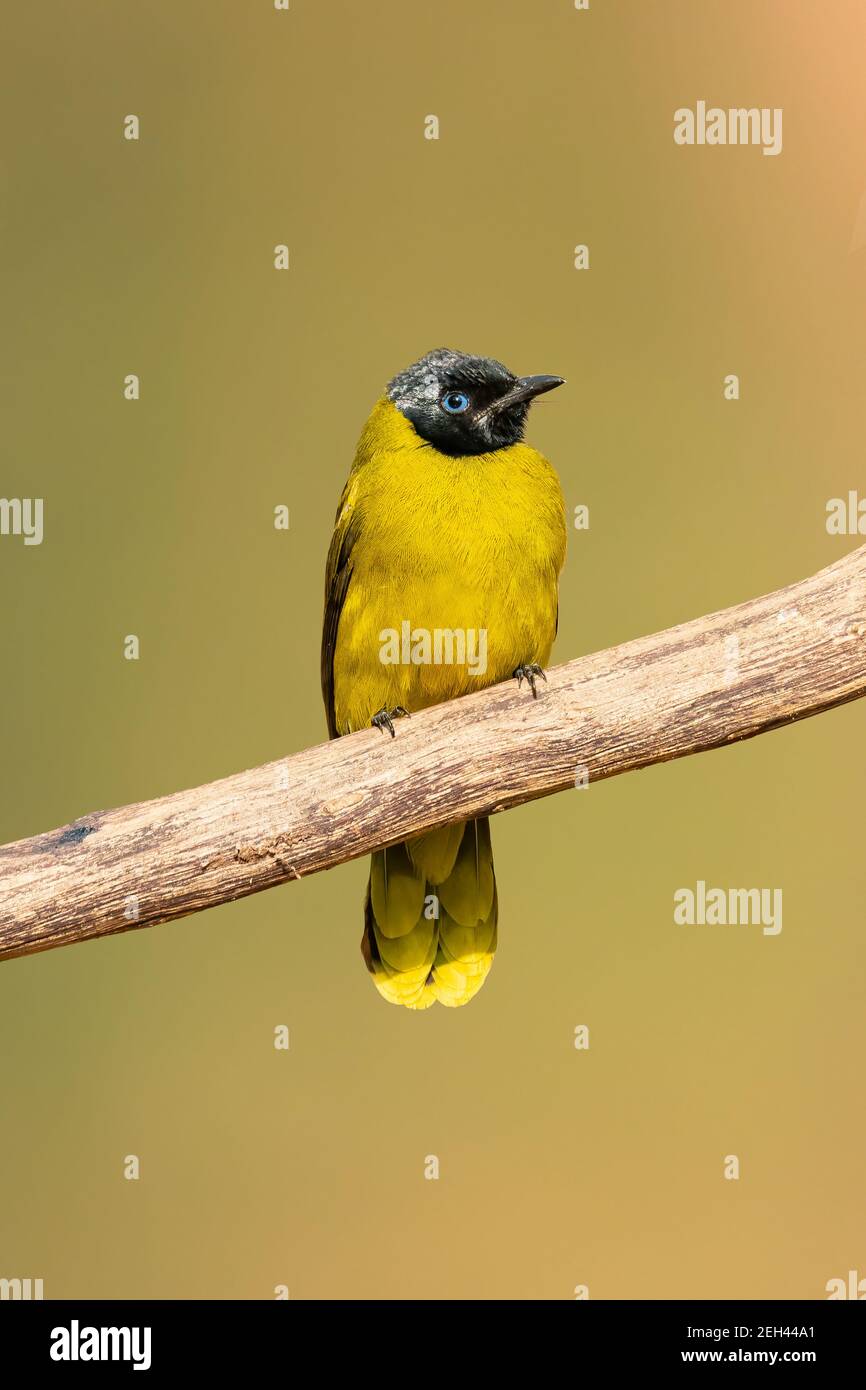 Black-headed Bulbul perching on a perch on soft blur background Stock ...