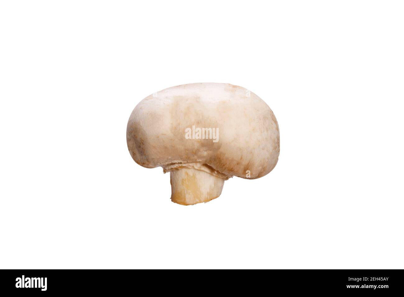 beautiful champignon mushroom isolated on white background. side view ...