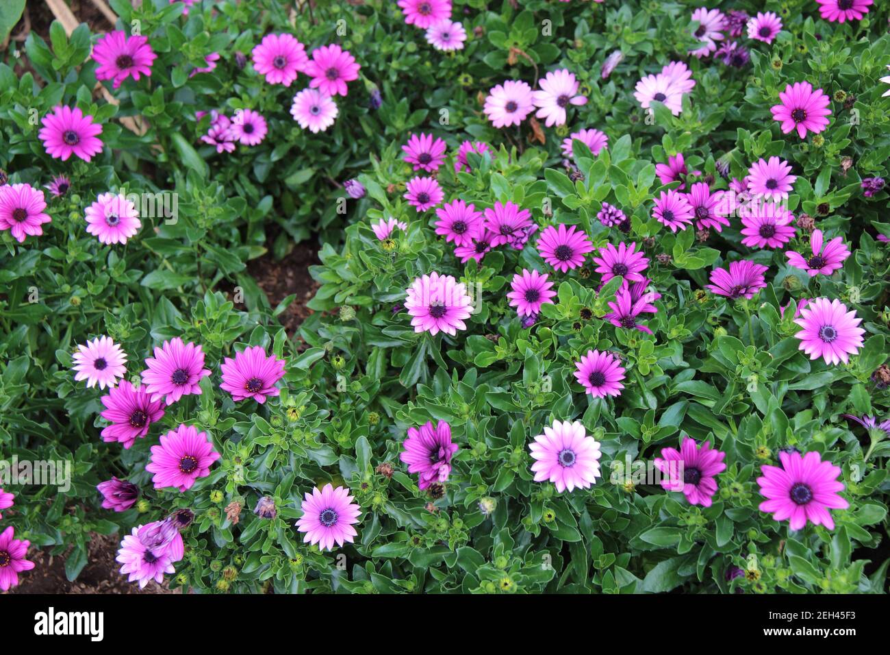 blooming flowers (aster ?) in a garden in thailand Stock Photo - Alamy
