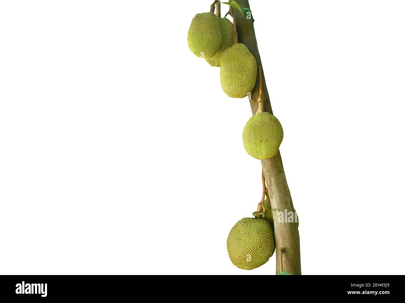 jackfruit growing hanging from branch on tree in white background Stock ...