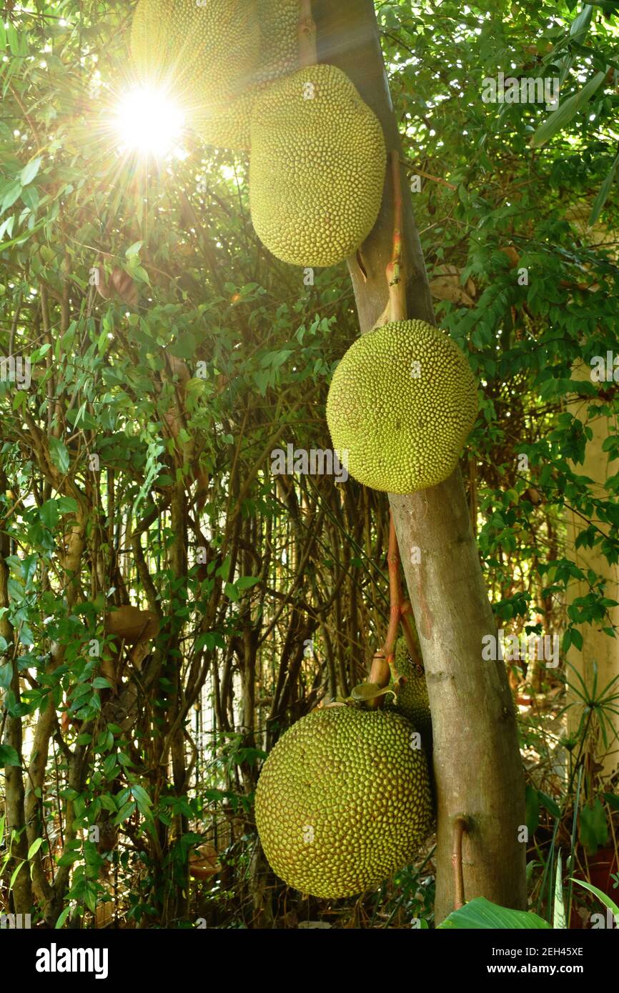 jackfruit growing hanging from branch on tree in farm Stock Photo - Alamy