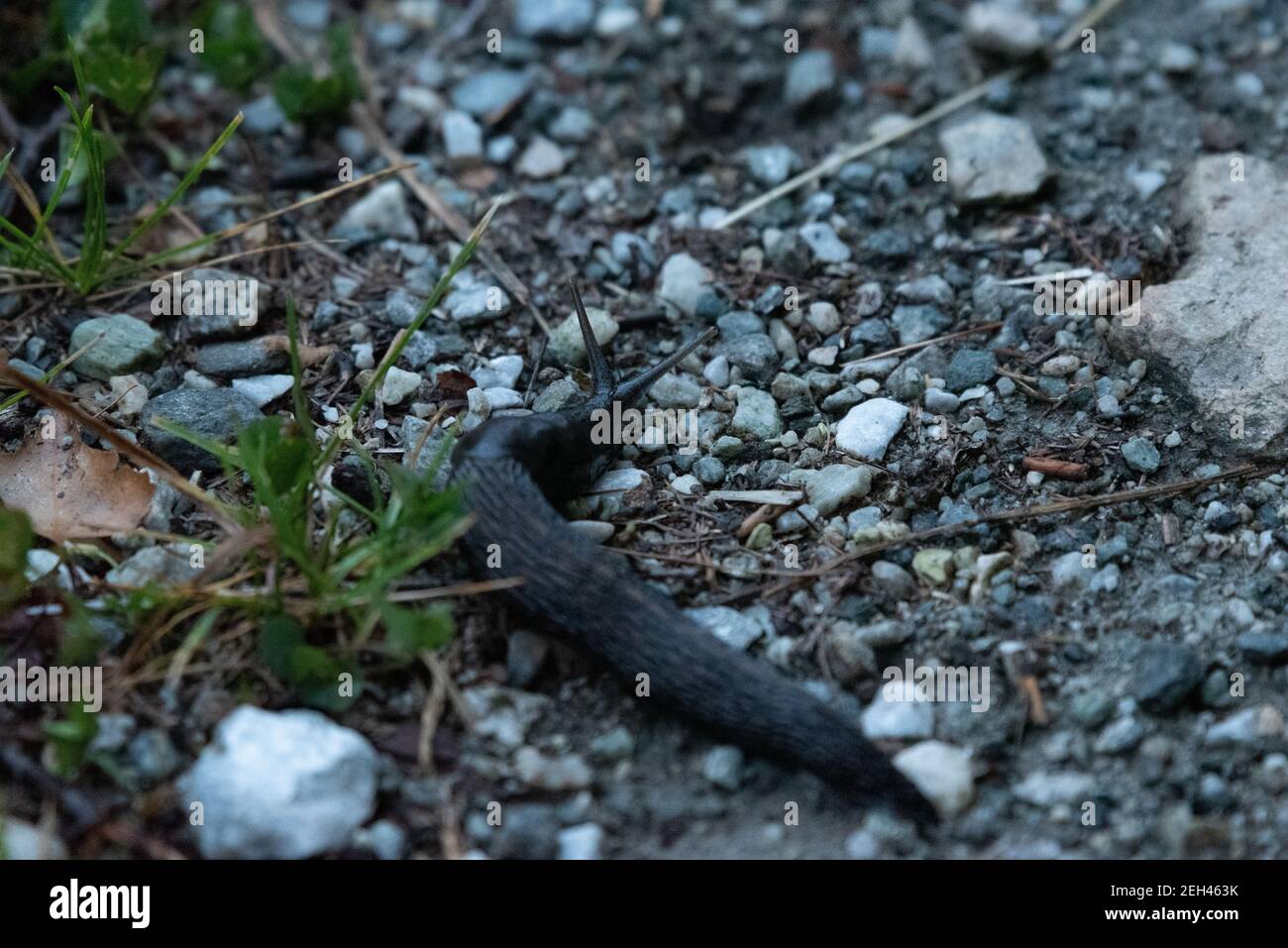 Closeup shot of a black slug on the ground Stock Photo - Alamy