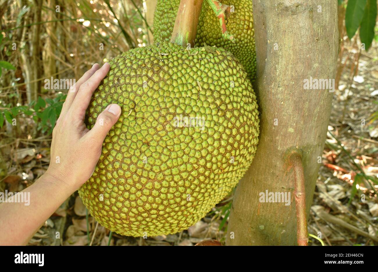 hand holding jac fruit growing hanging from branch on tree in farm ...