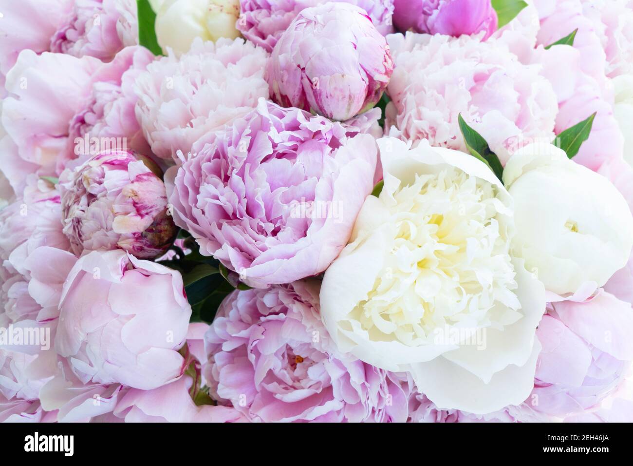 Fresh peony flowers Stock Photo - Alamy