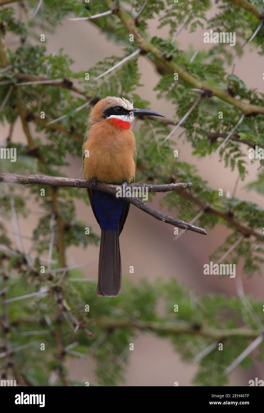White-fronted Bee-eater (Merops bullockoides bullockoides) adult ...