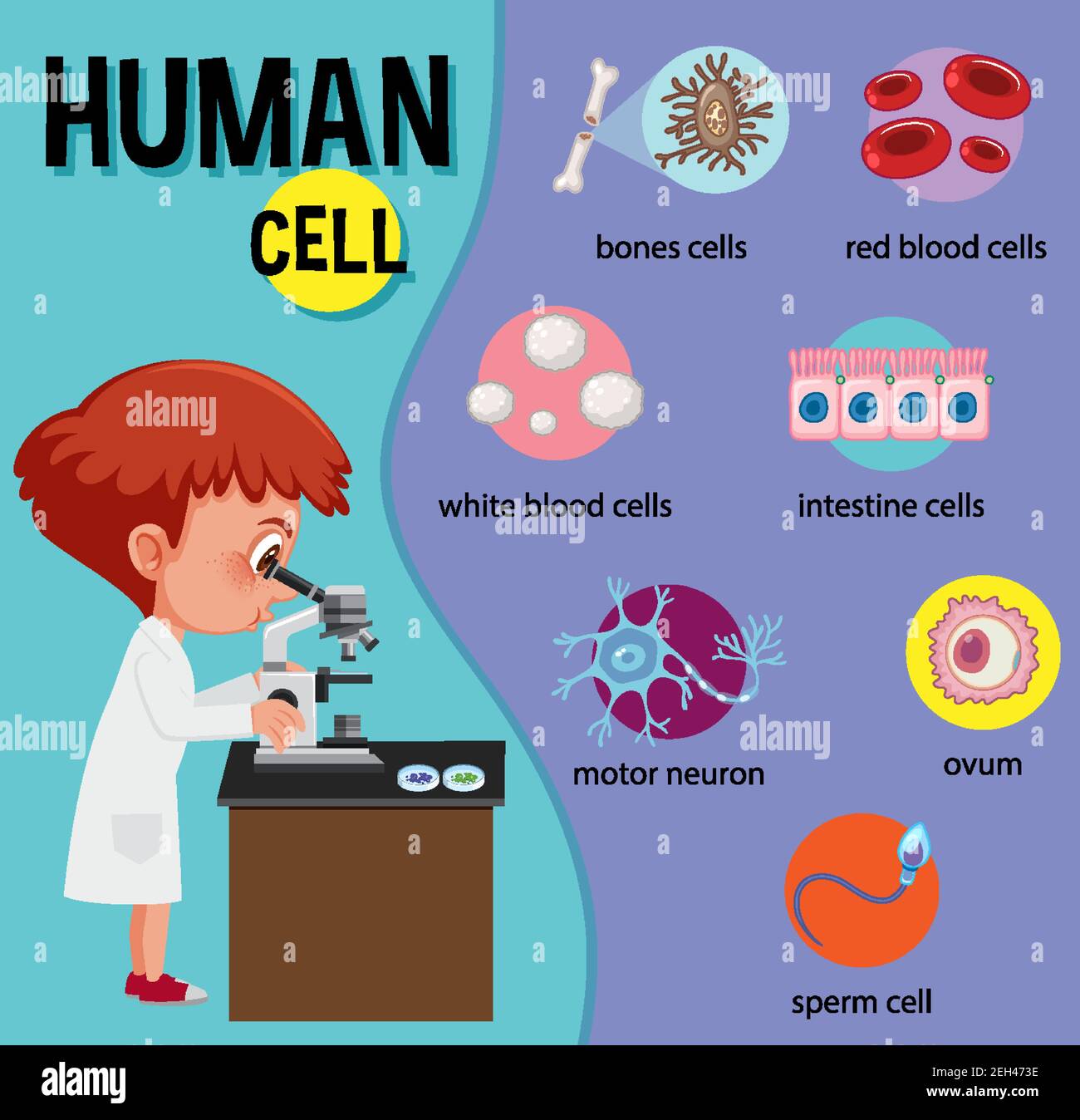 Diagram of human cell for education illustration Stock Vector Image ...