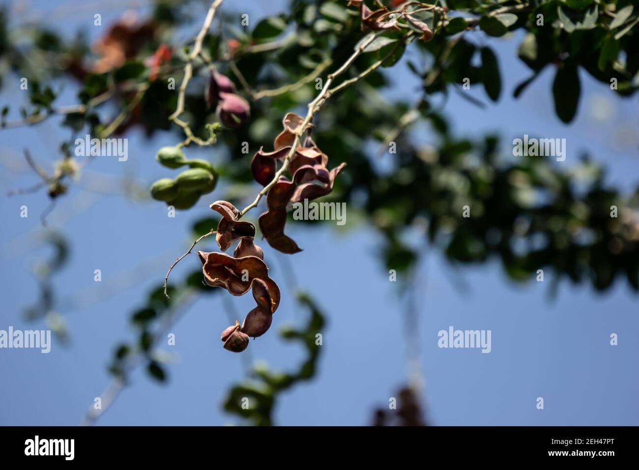 Manila tamarind tropical fruit hi-res stock photography and images - Alamy