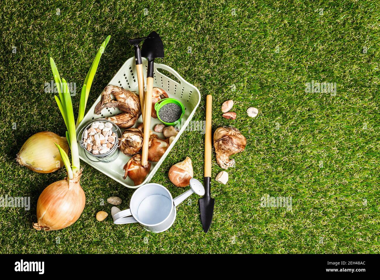 Spring planting and gardening concept. Tools, watering can, fresh tulip ...
