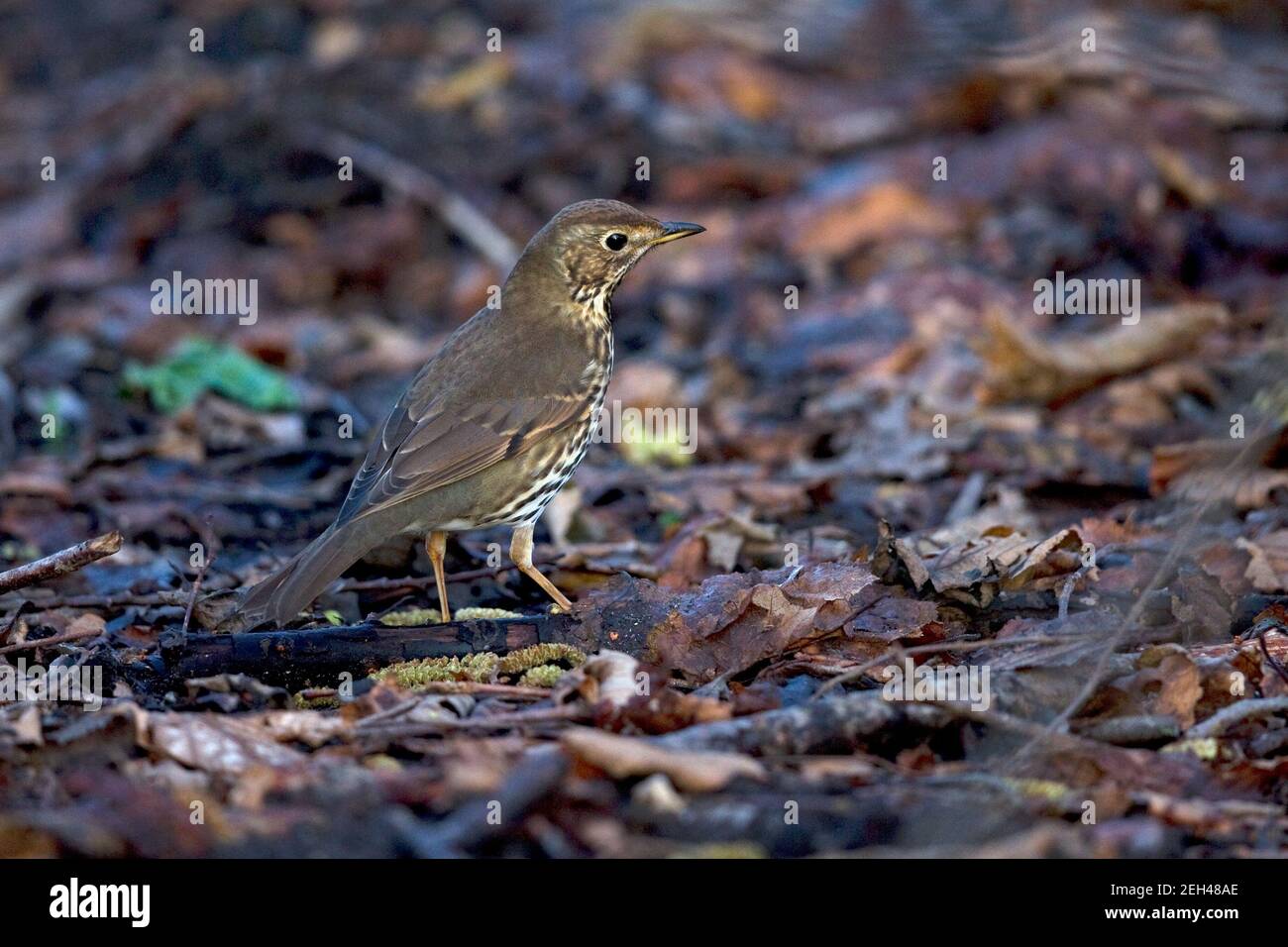 Song thrushes england hi-res stock photography and images - Alamy