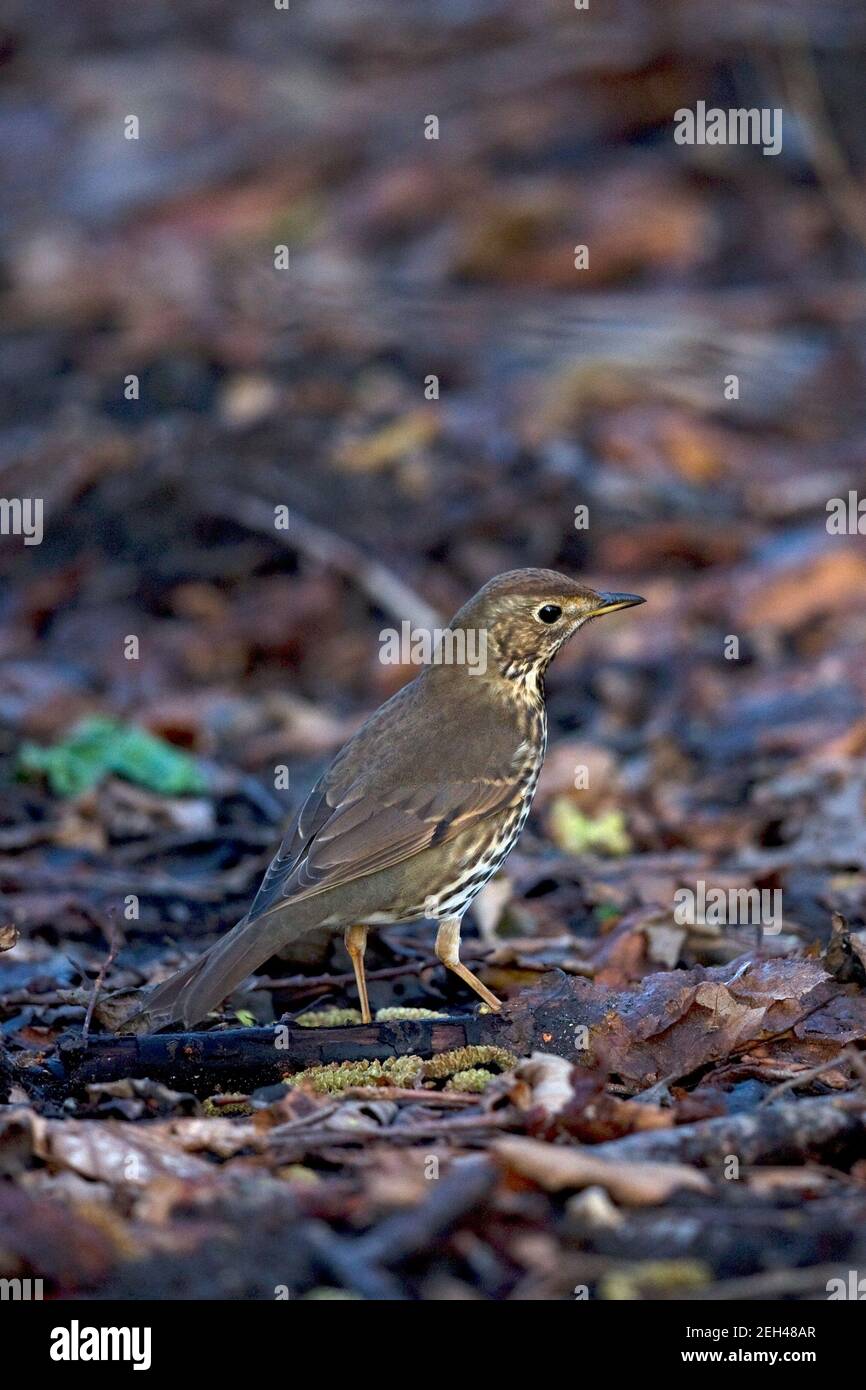 Song thrush uk 2021 hi-res stock photography and images - Alamy