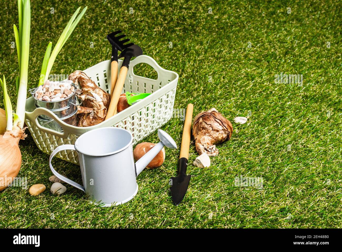 Spring planting and gardening concept. Tools, watering can, fresh tulip ...